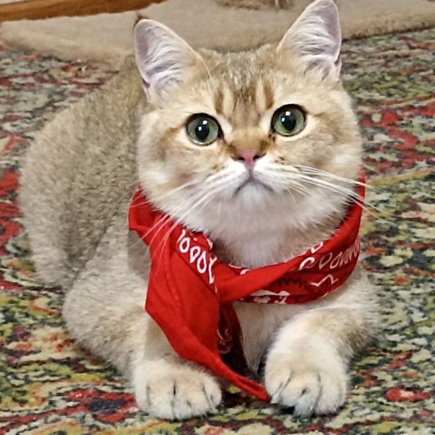 Кот Вини
