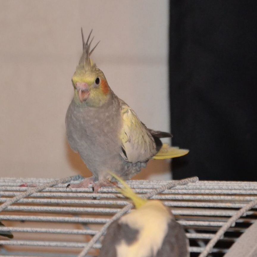 Попугай корелла птенец