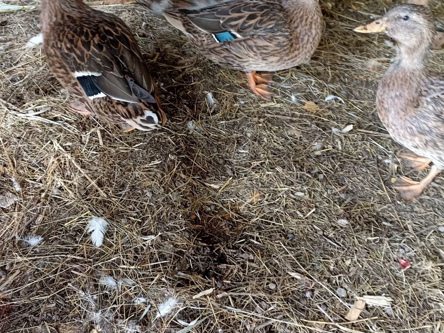 Подсадные утки