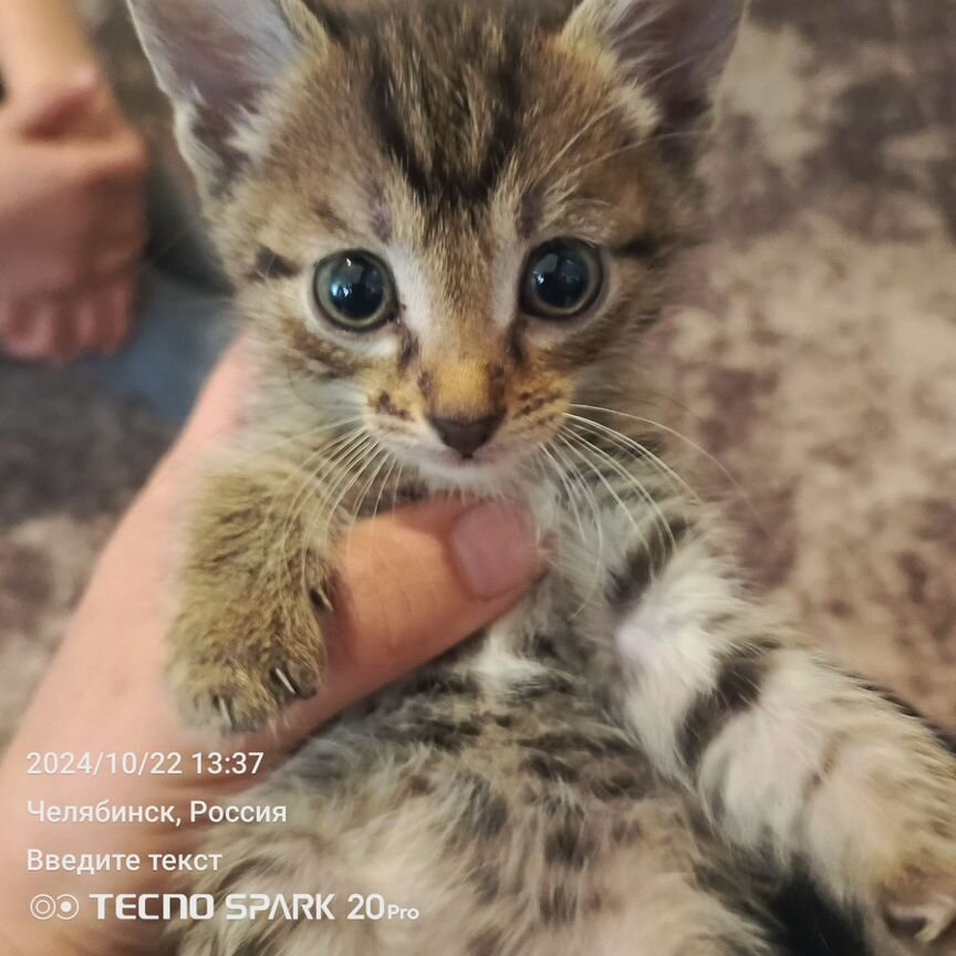 Вислоухие котята отдам бесплатно