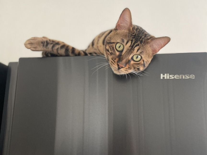 Кот для фотосессии