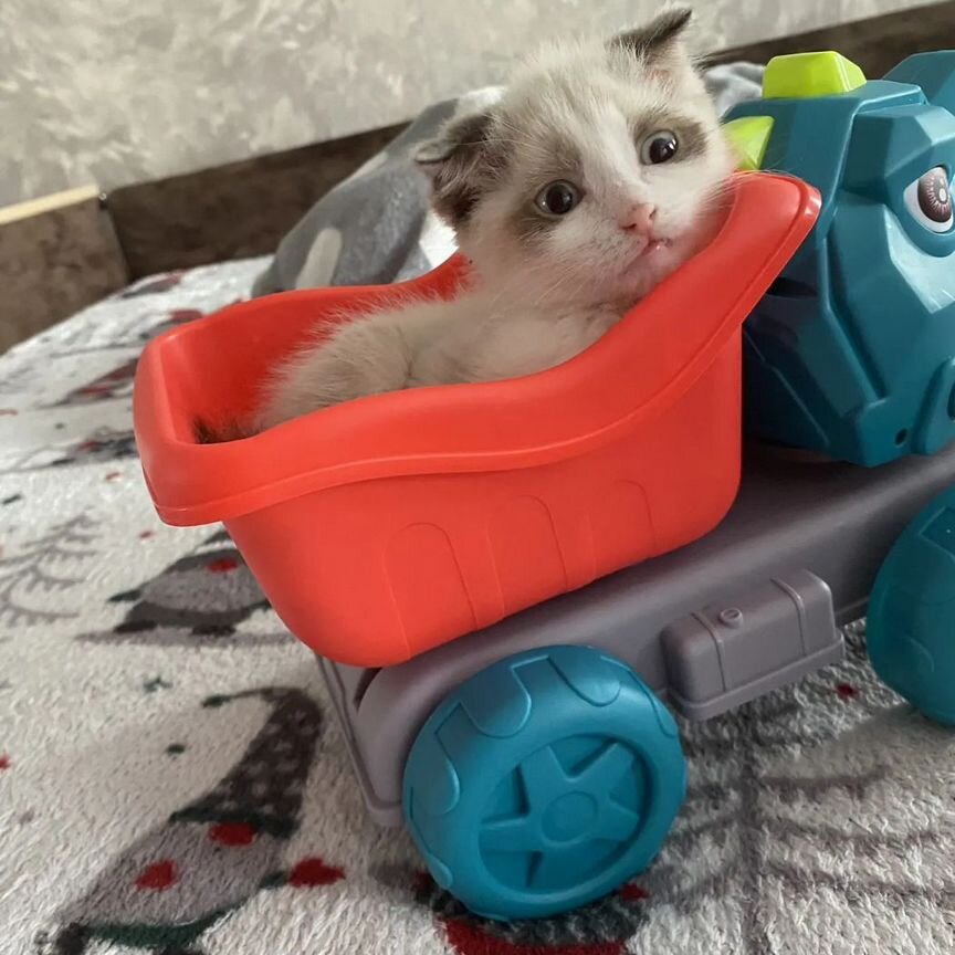 Сиамский котёнок