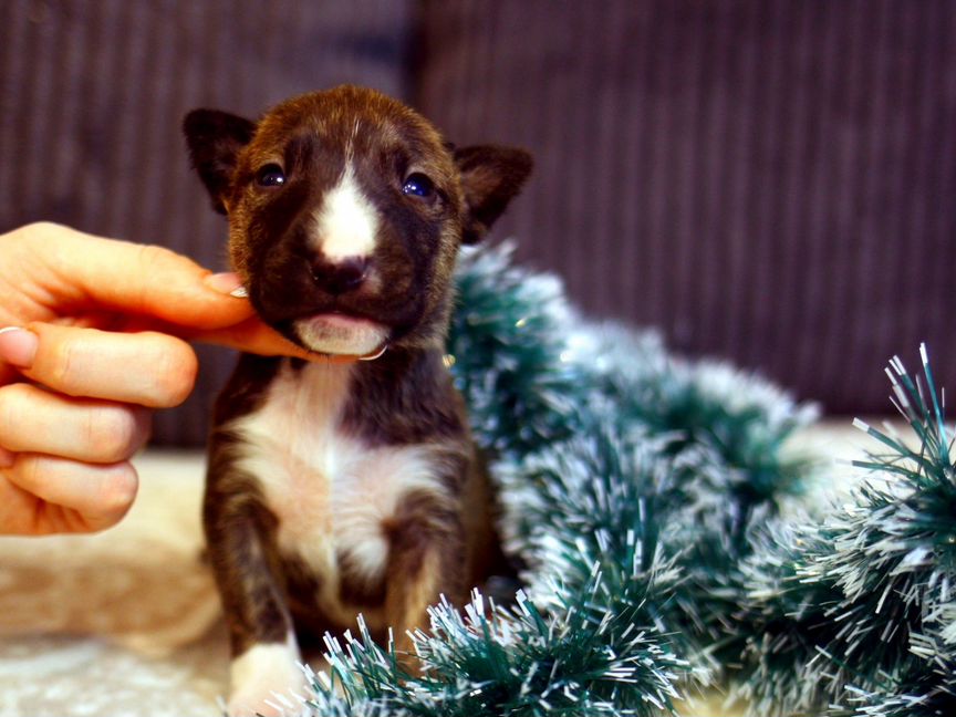 Миниатюрный бультерьер