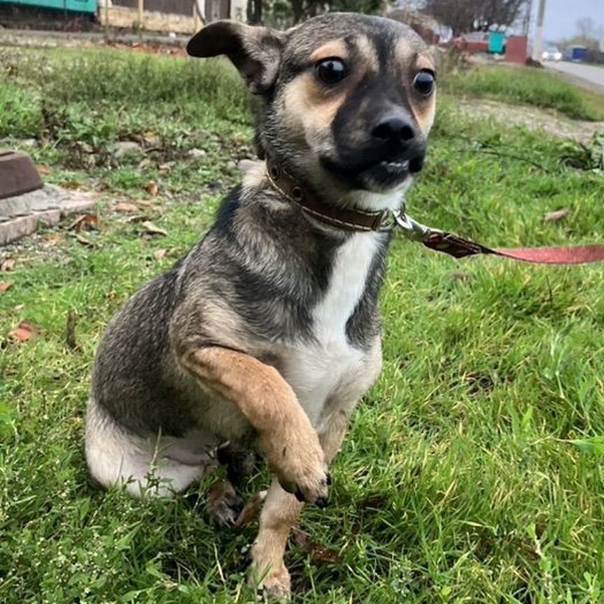 Щенок в добрые руки