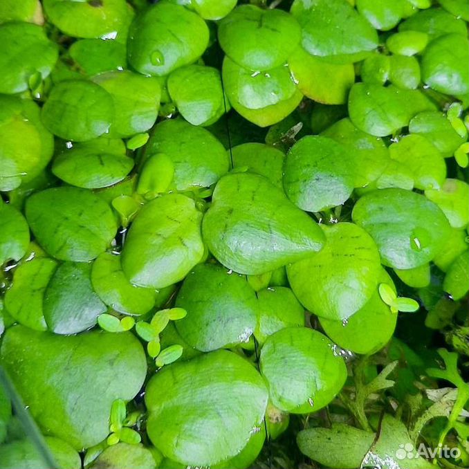 Лимнобиум, папоротники, улитки для аквариумов