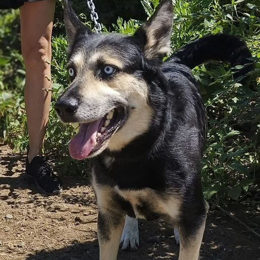 Сибирский хаски, взрослый пёс