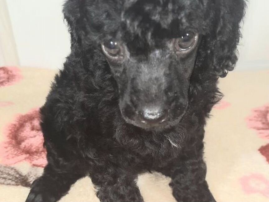 Щенки карликового пуделя