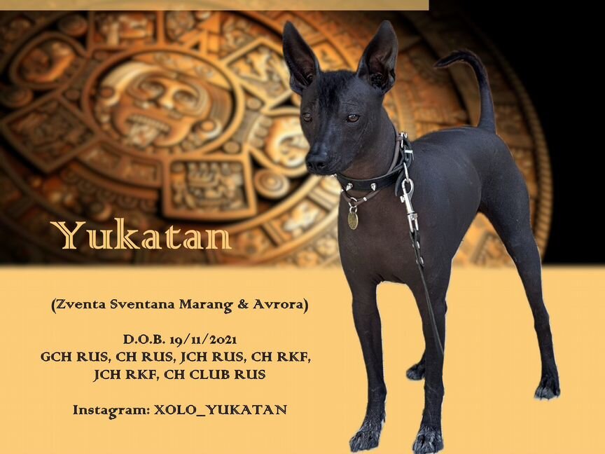 Ксолоитцкуинтли средний. Вязка