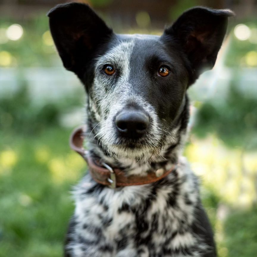 Санта в добрые руки