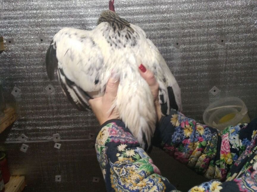 Молодые петушки