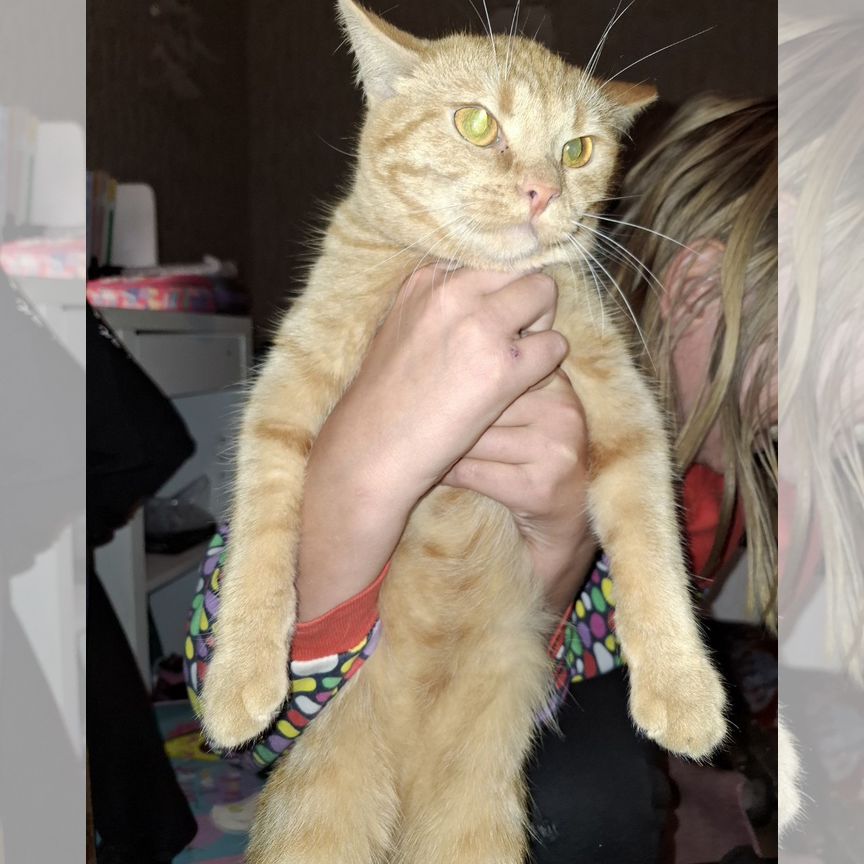 Британская короткошёрстная кошка, вязка