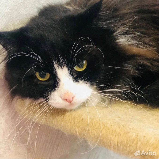 Котик Бегемот ищет дом