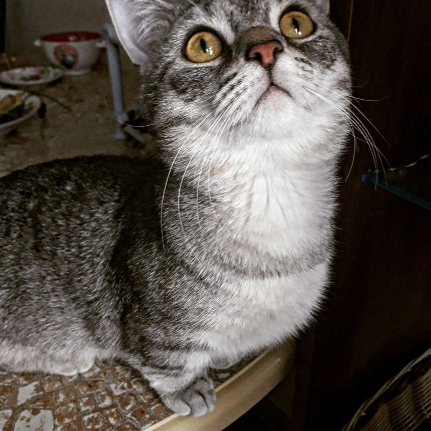 Манчкин Коротколапый вязка