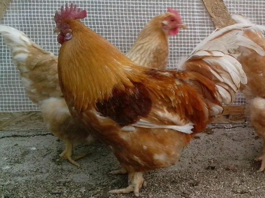 Мини Мясные Петушки