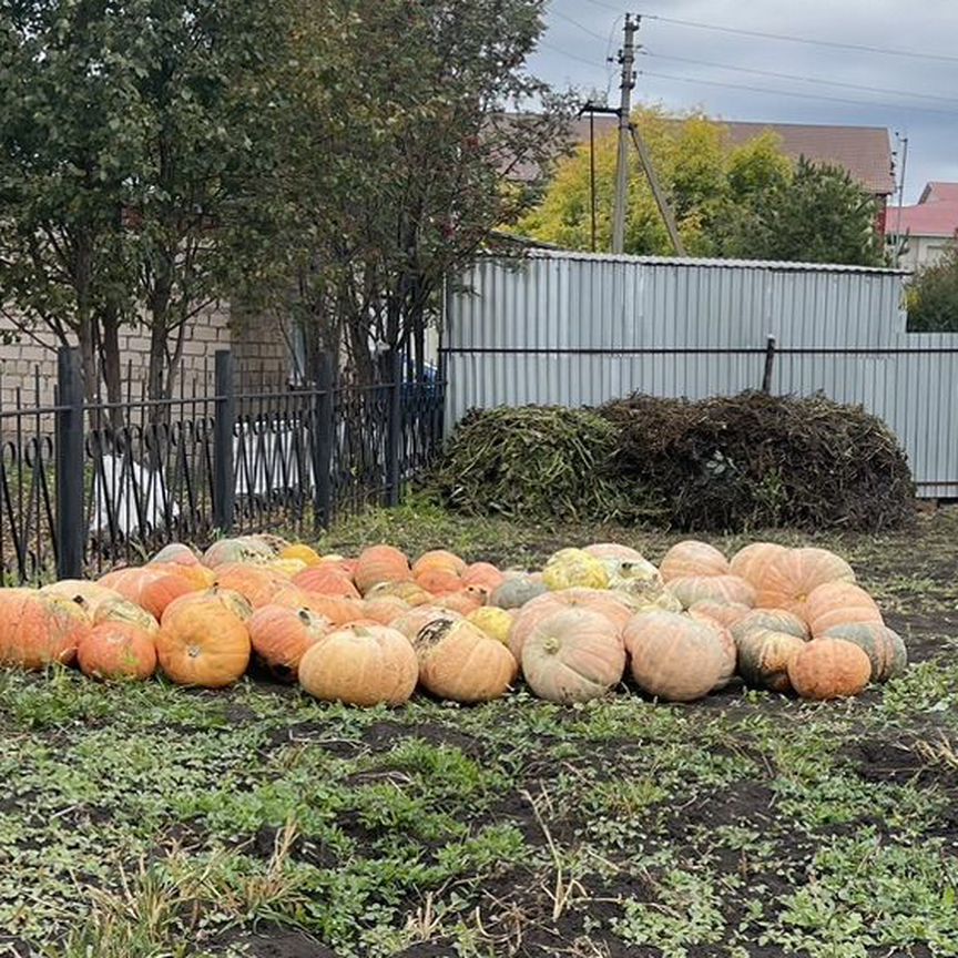 Тыква на корм