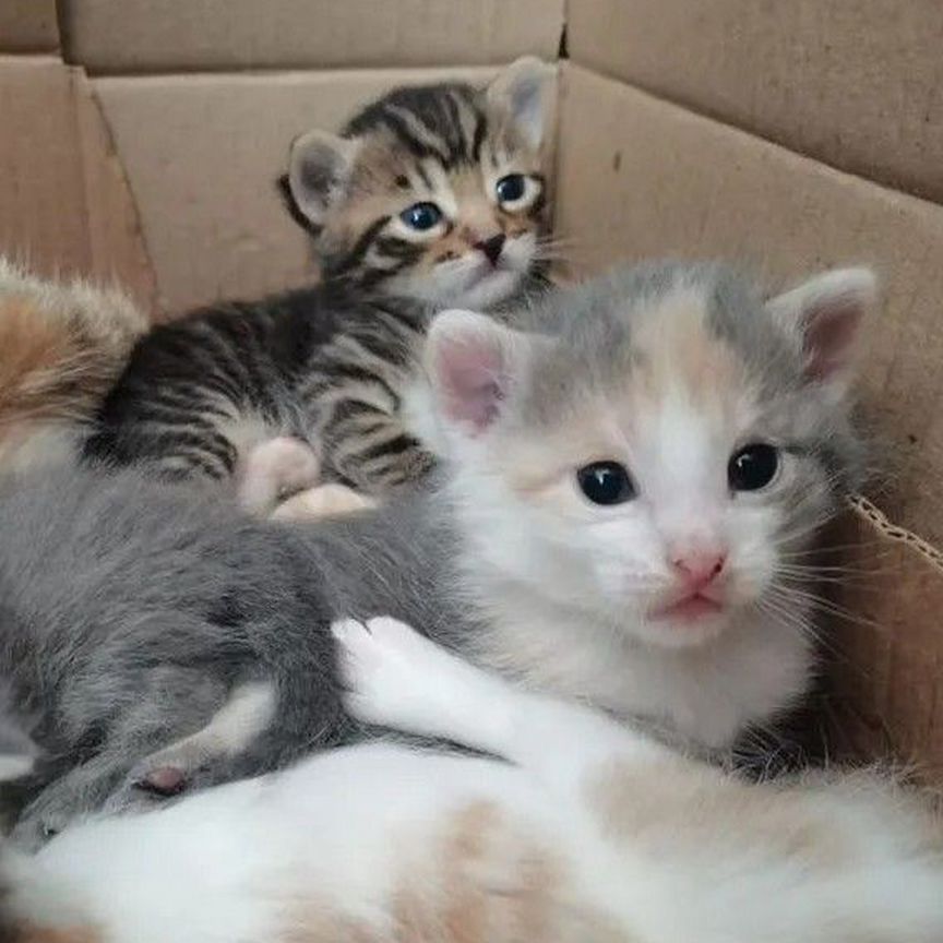 Красивые и умные котята