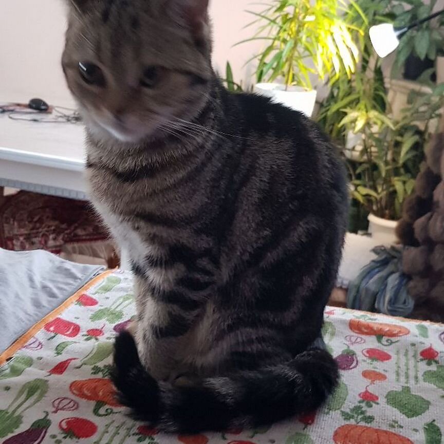 Британская кошка