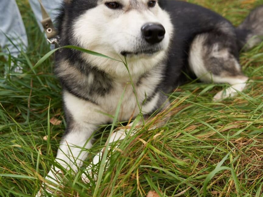 Ждёт в приюте