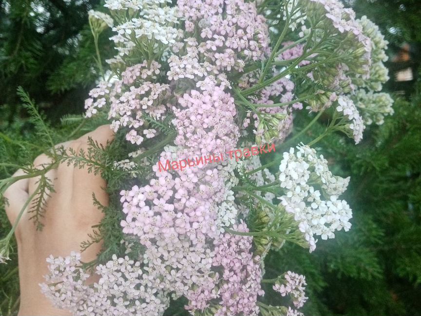 Травы для грызунов