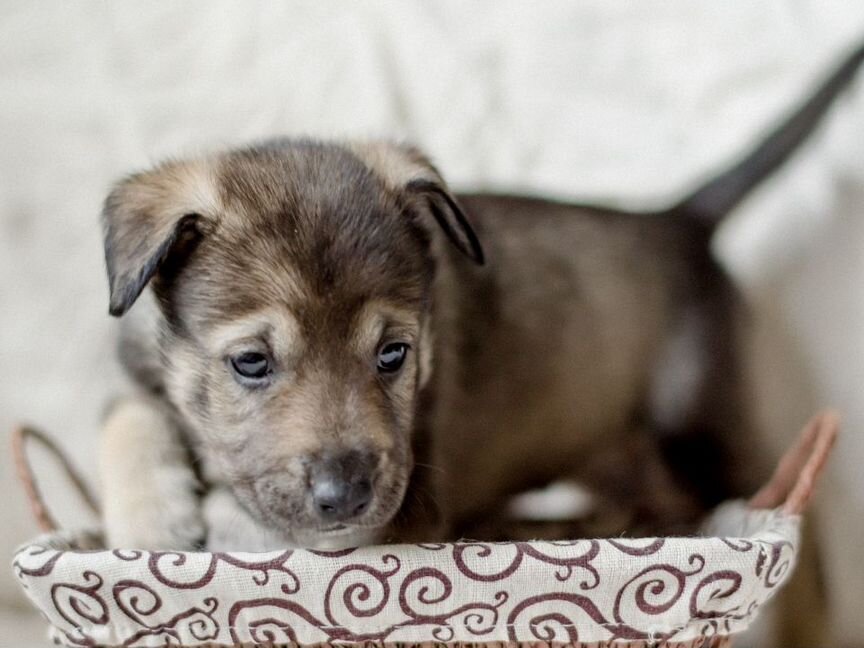 Собака Бася