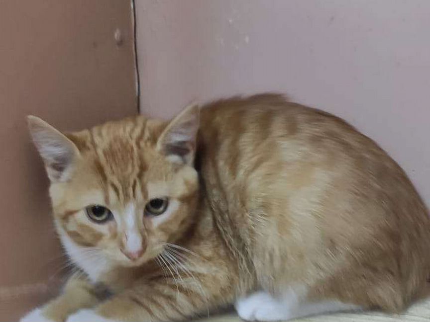 Рыжик в сером городе