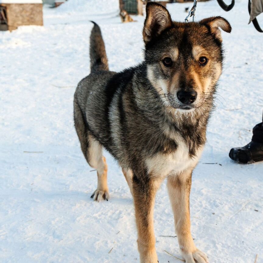 Подопечный приюта