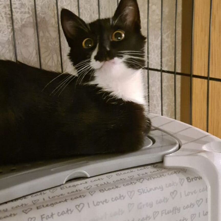 Котик