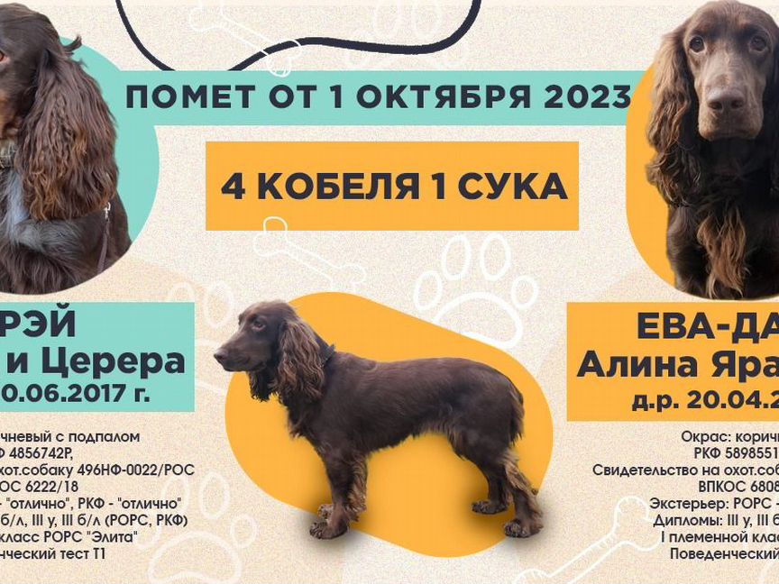 Продажа щенков рос Русского охотничьего спаниеля