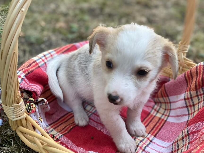 Оливер в добрые руки мелкаш