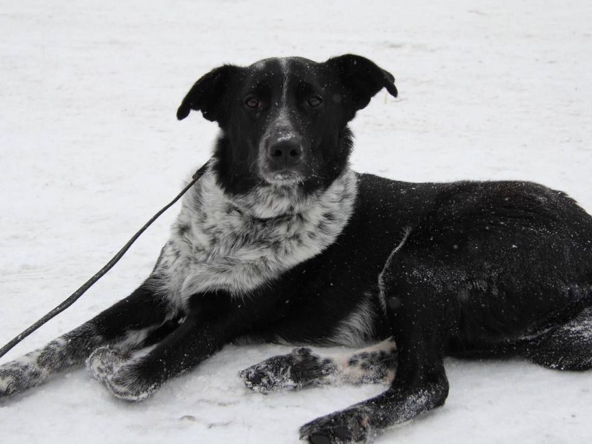 Кольт учится ходить заново