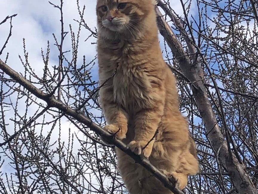 Курильский бобтейл вязка