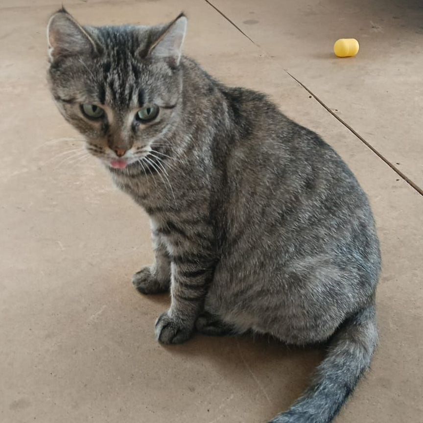 Взрослая кошка в добрые руки