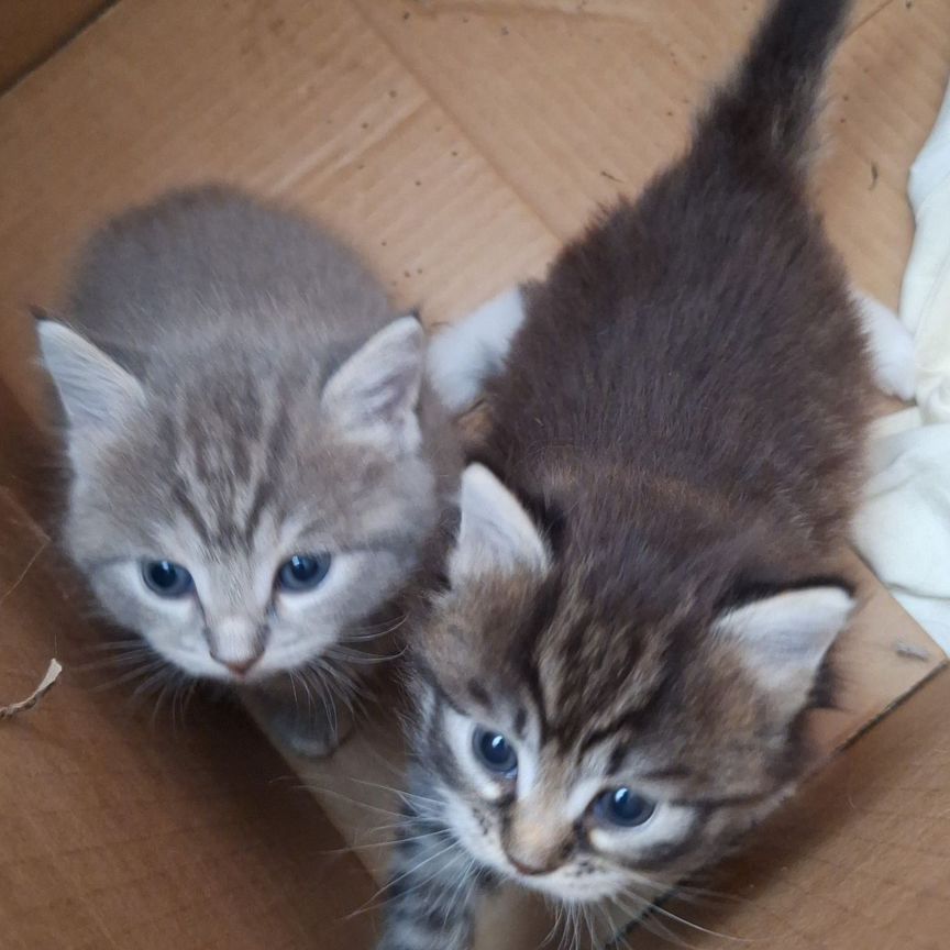 Котята Мама помесь мейкун