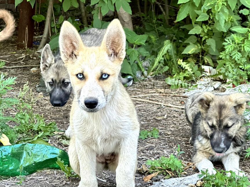 Щенки в добрые руки бесплатно