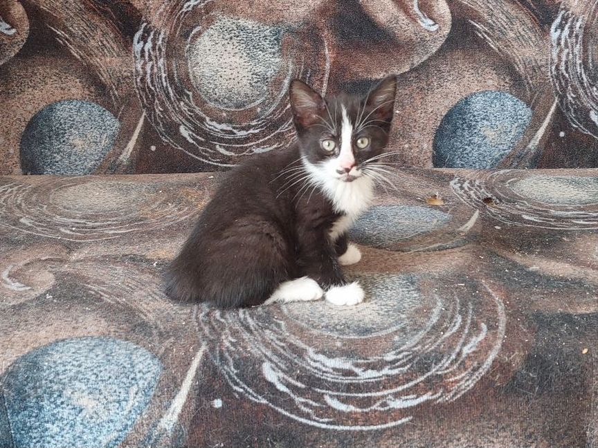 Котёнок в самые добрые руки