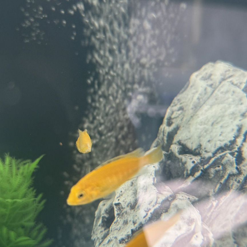 Лебидохромис Еллоу