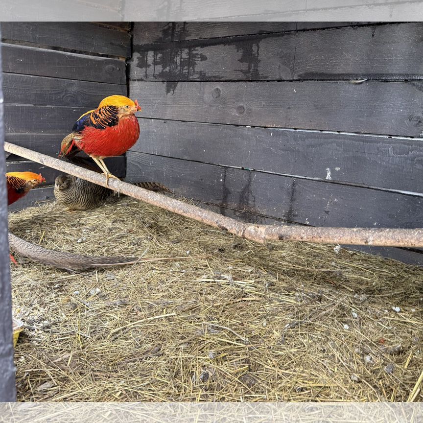 Золотой фазан