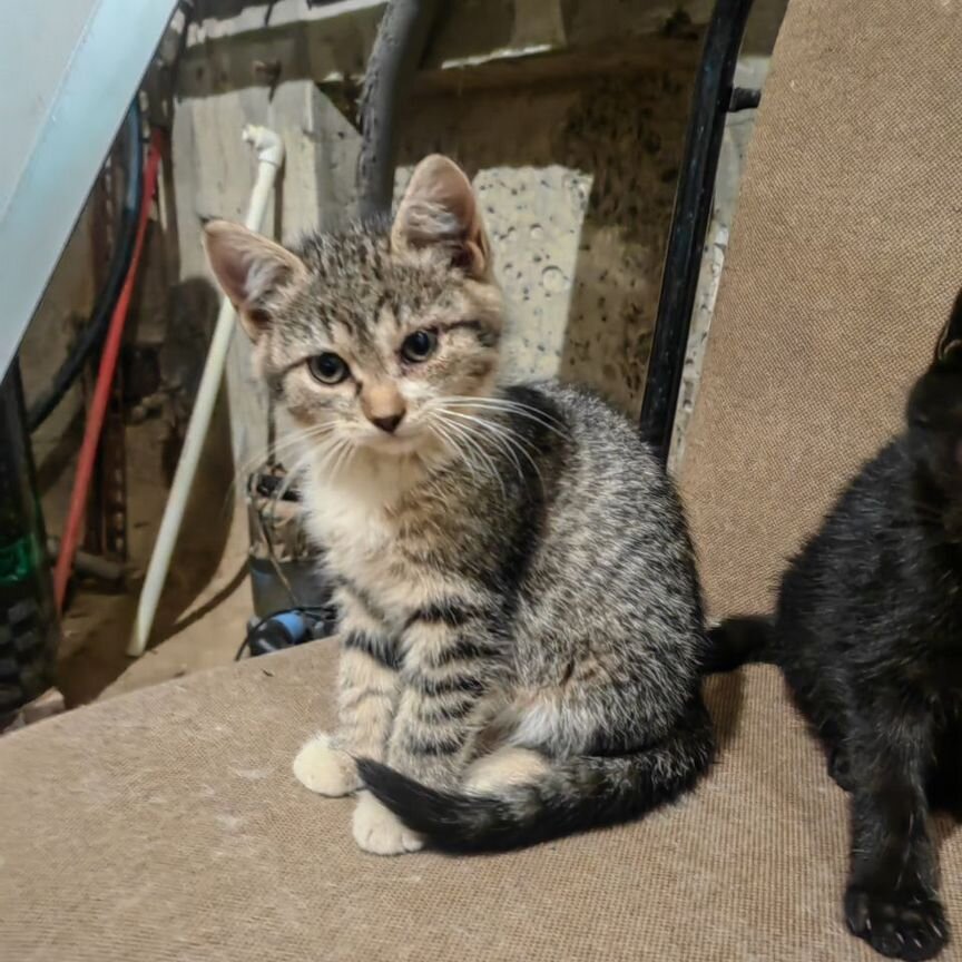 Котятки в добрые руки