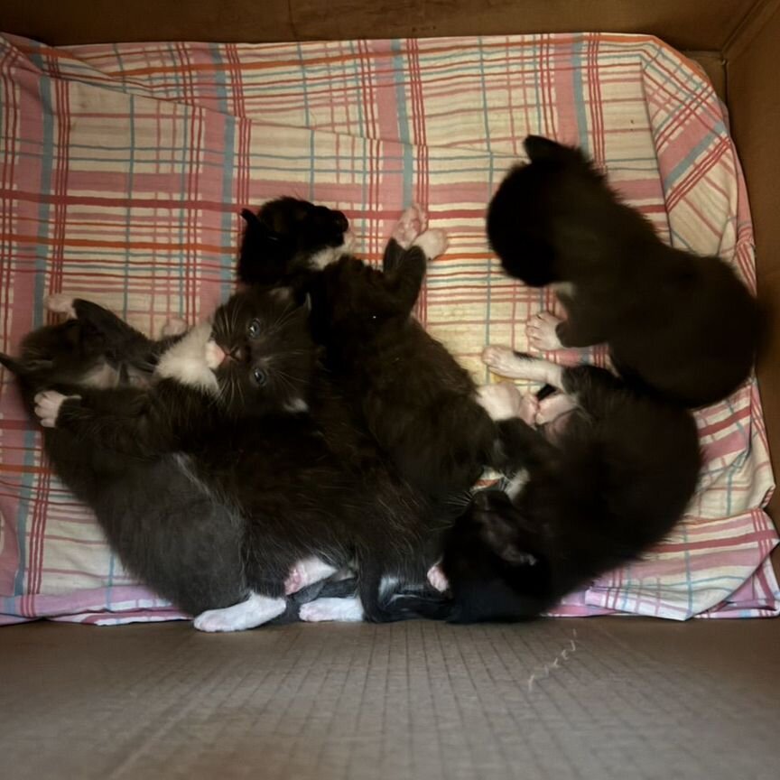 Котята в добрые руки