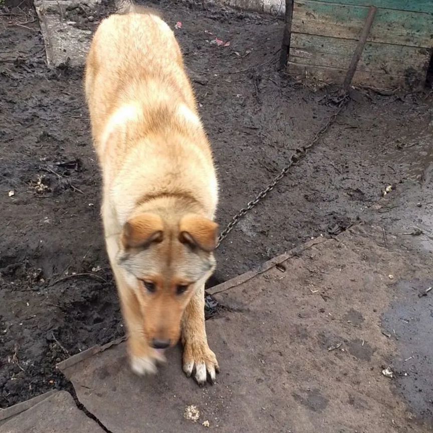 Шарпей, щенок