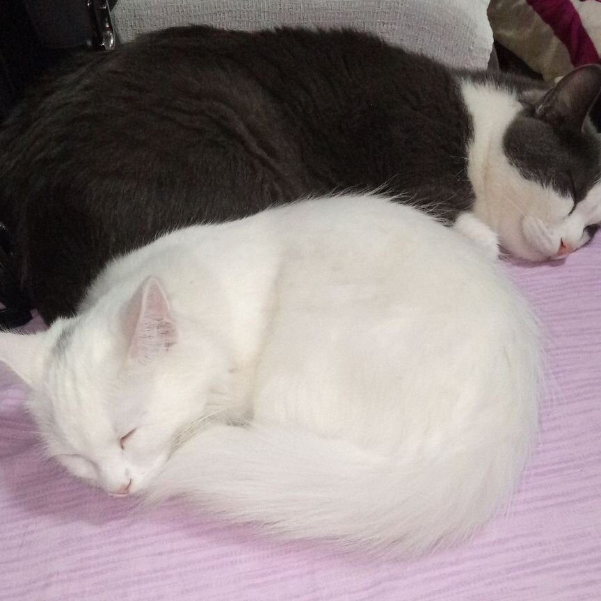 Котёнок от частного владельца