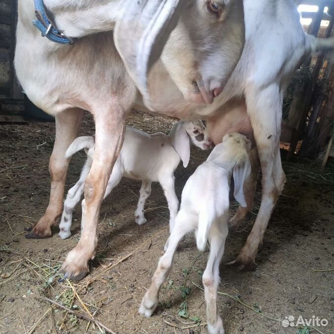 Коза нубийская