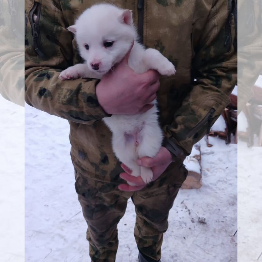 Щенки западно сибирской лайки