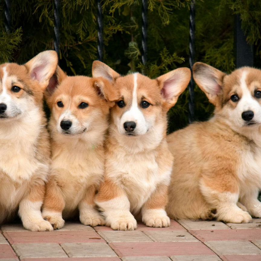 Щенки вельш корги