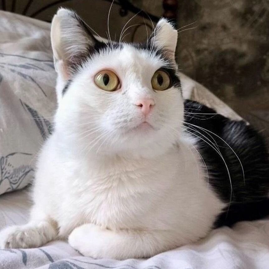 Взрослая, кошка в добрые руки