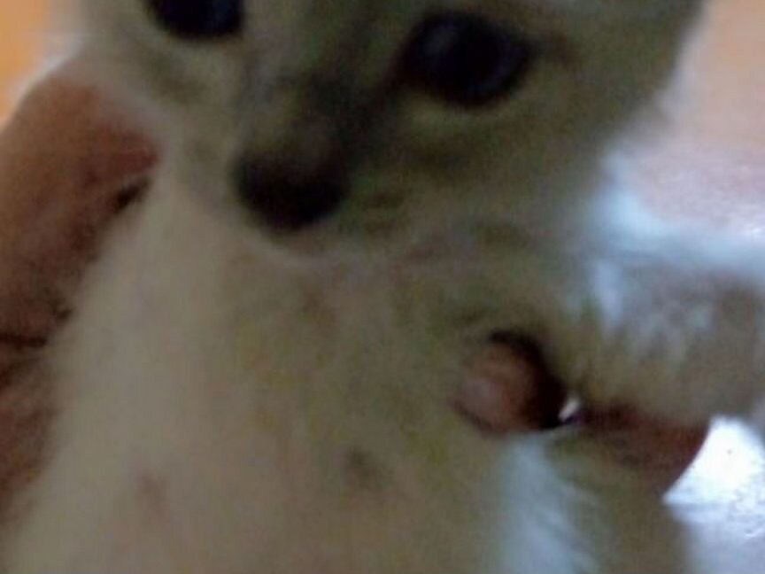 Котята сиамские Сноу шу