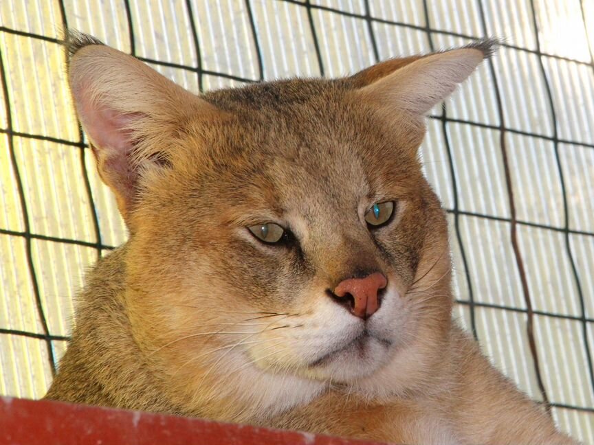 Чаузи Ф1 макси котятки
