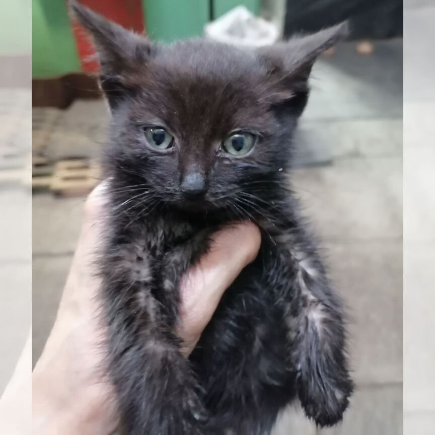 Котёнок в добрые руки