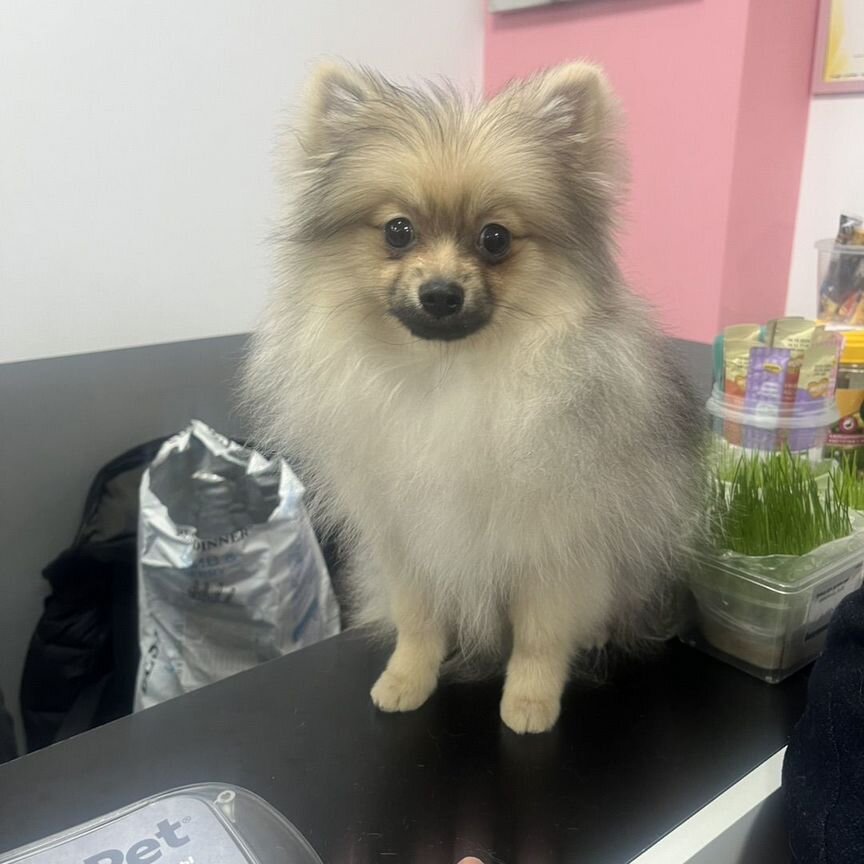 Померанский шпиц