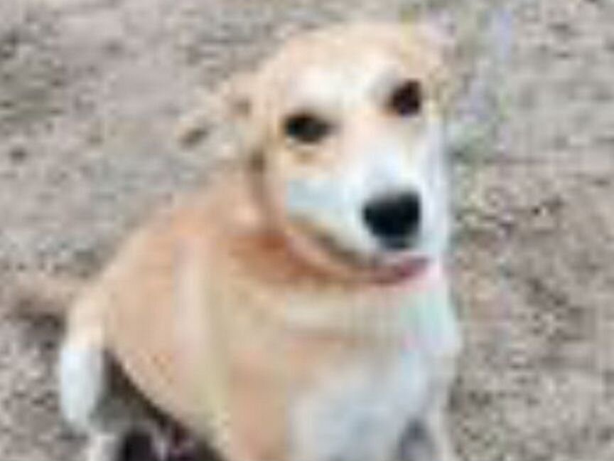 Собака Ляля в добрые руки бесплатно